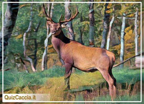 Cervo, Fauna cacciabile (schede faunistiche)., Esame abilitazione ...