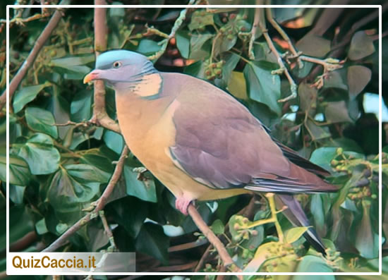 Colombaccio, Fauna cacciabile (schede faunistiche)., Esame abilitazione ...